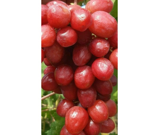 Krasnaja shapocka - Grape24